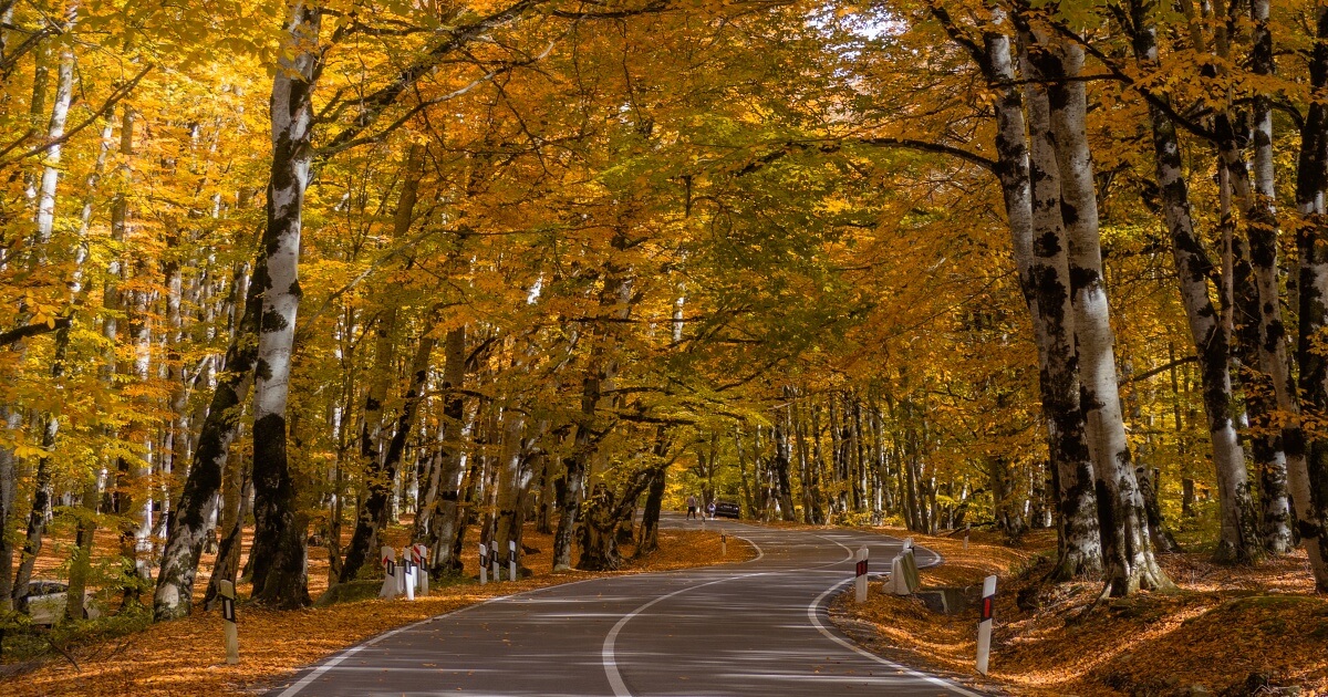 საბადურის შემოდგომის ტყე Kalaki.ge-ს ფოტოგრაფის ობიექტივში | Kalaki.ge